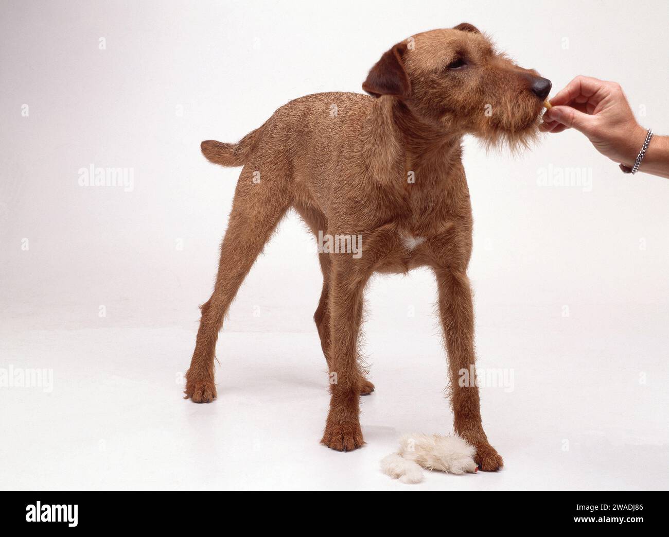 LARGE DOG BEING REWARDED WITH DOG TREAT Stock Photo - Alamy
