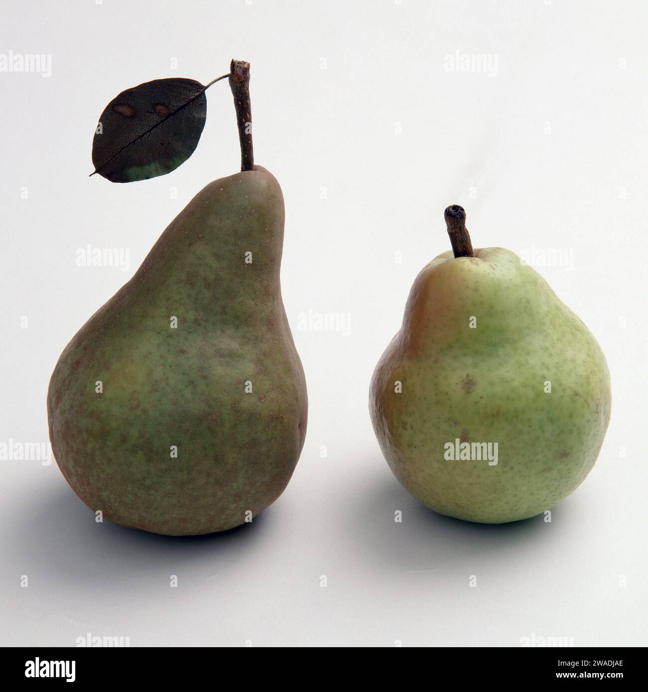 Two varieties of pears hi-res stock photography and images - Alamy