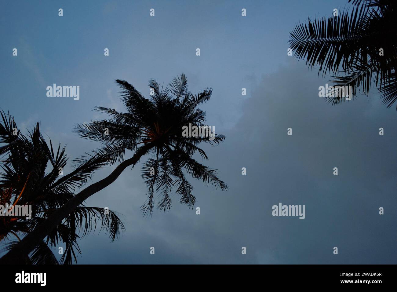 Bottom view on palm trees hi-res stock photography and images - Alamy