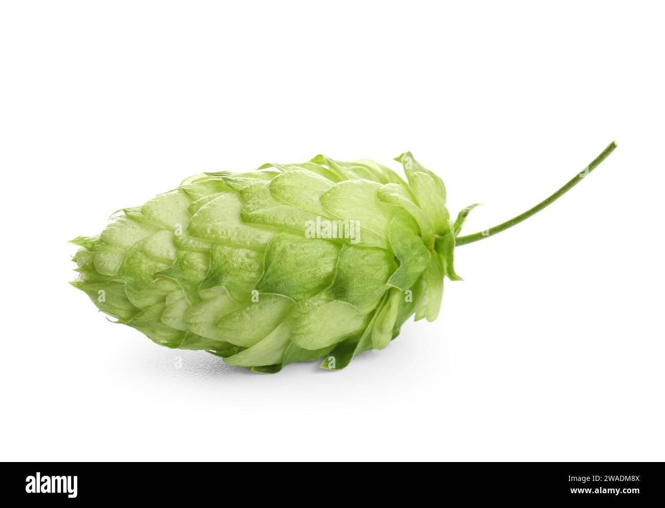 Fresh hop on white background Stock Photo - Alamy
