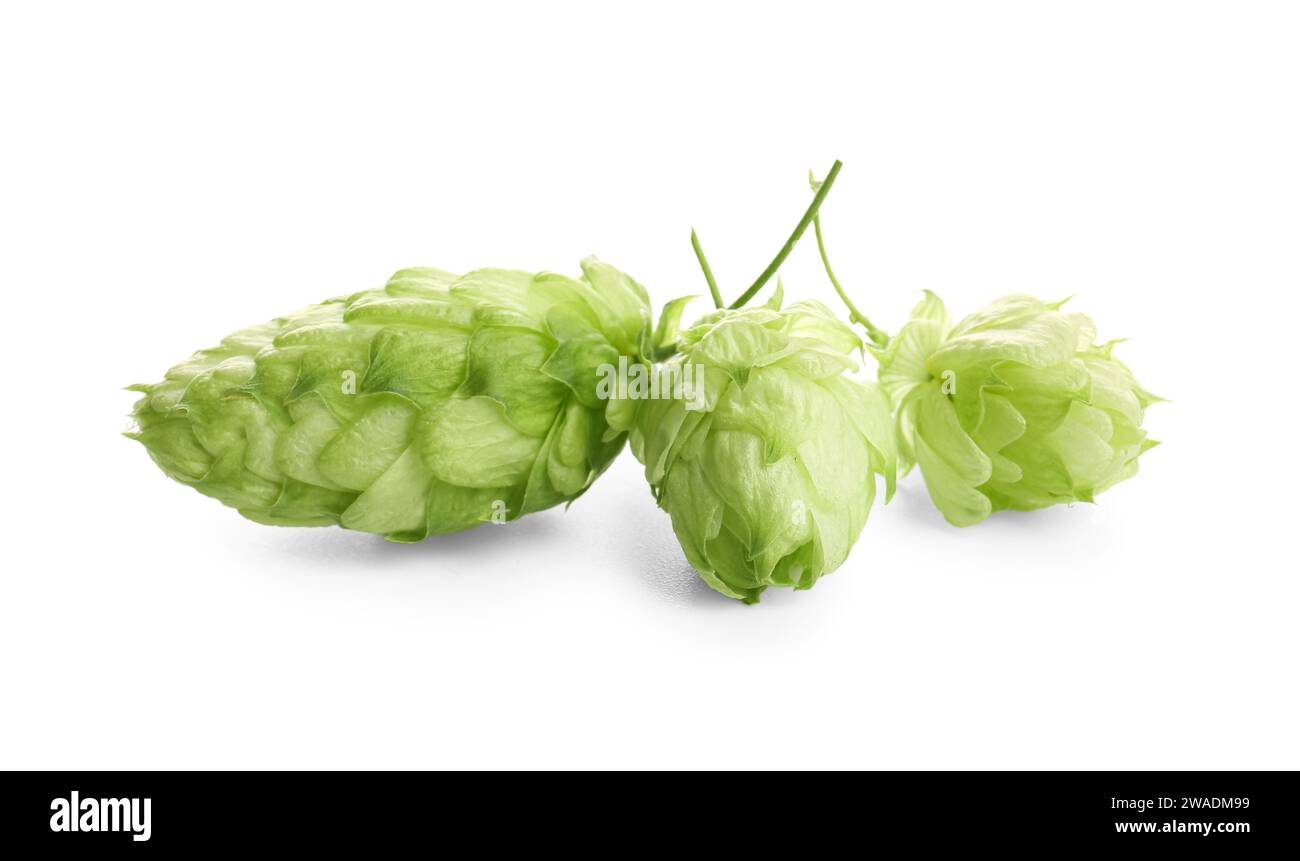 Fresh hops on white background Stock Photo - Alamy