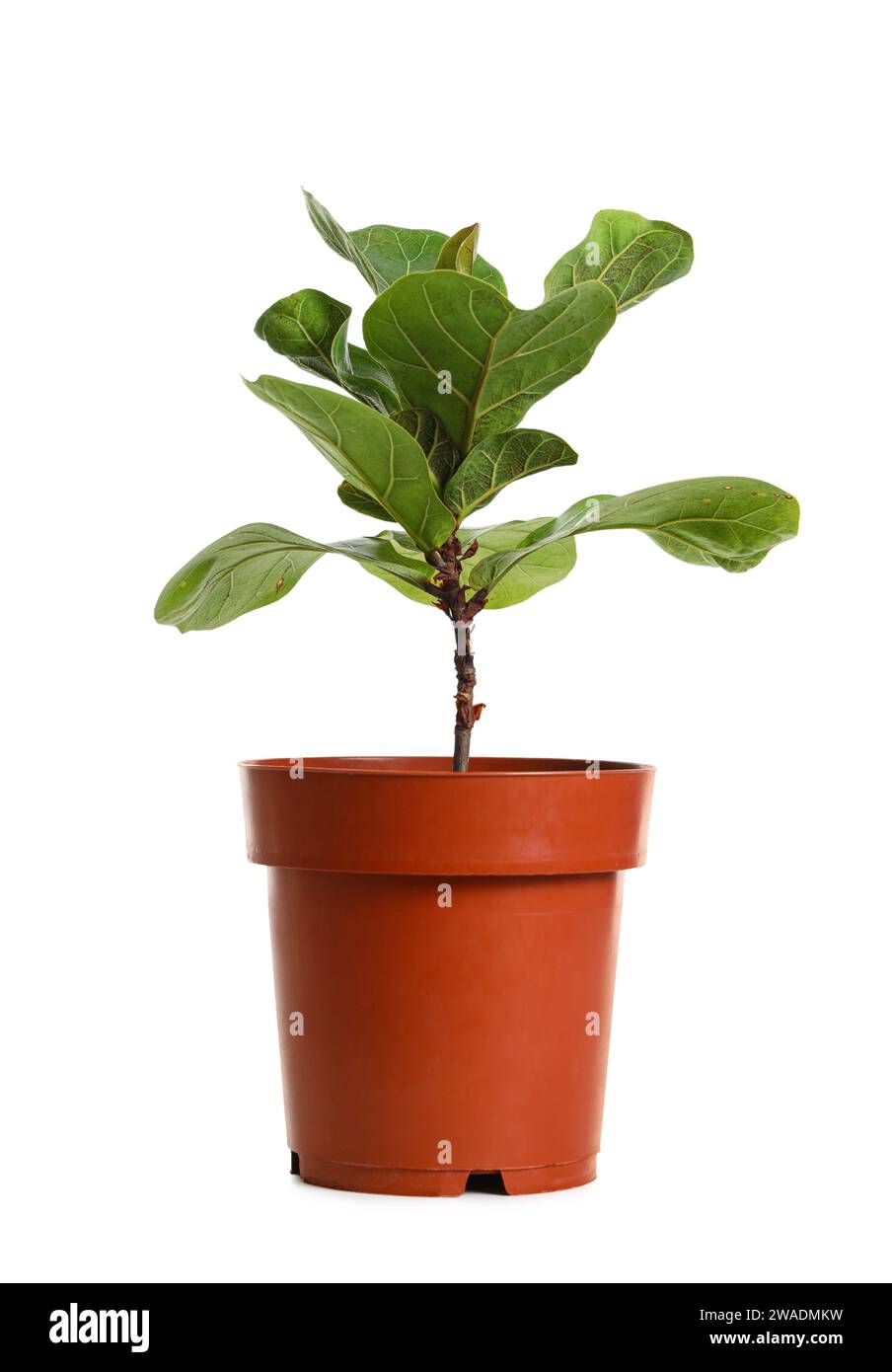 Ficus plant in pot on white background Stock Photo - Alamy