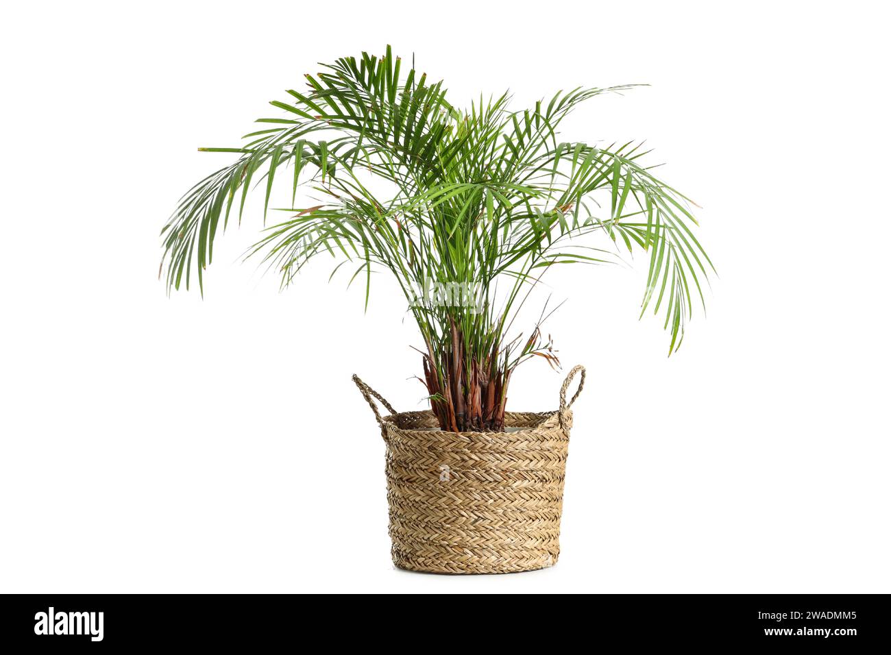 Basket with palm tree on white background Stock Photo - Alamy