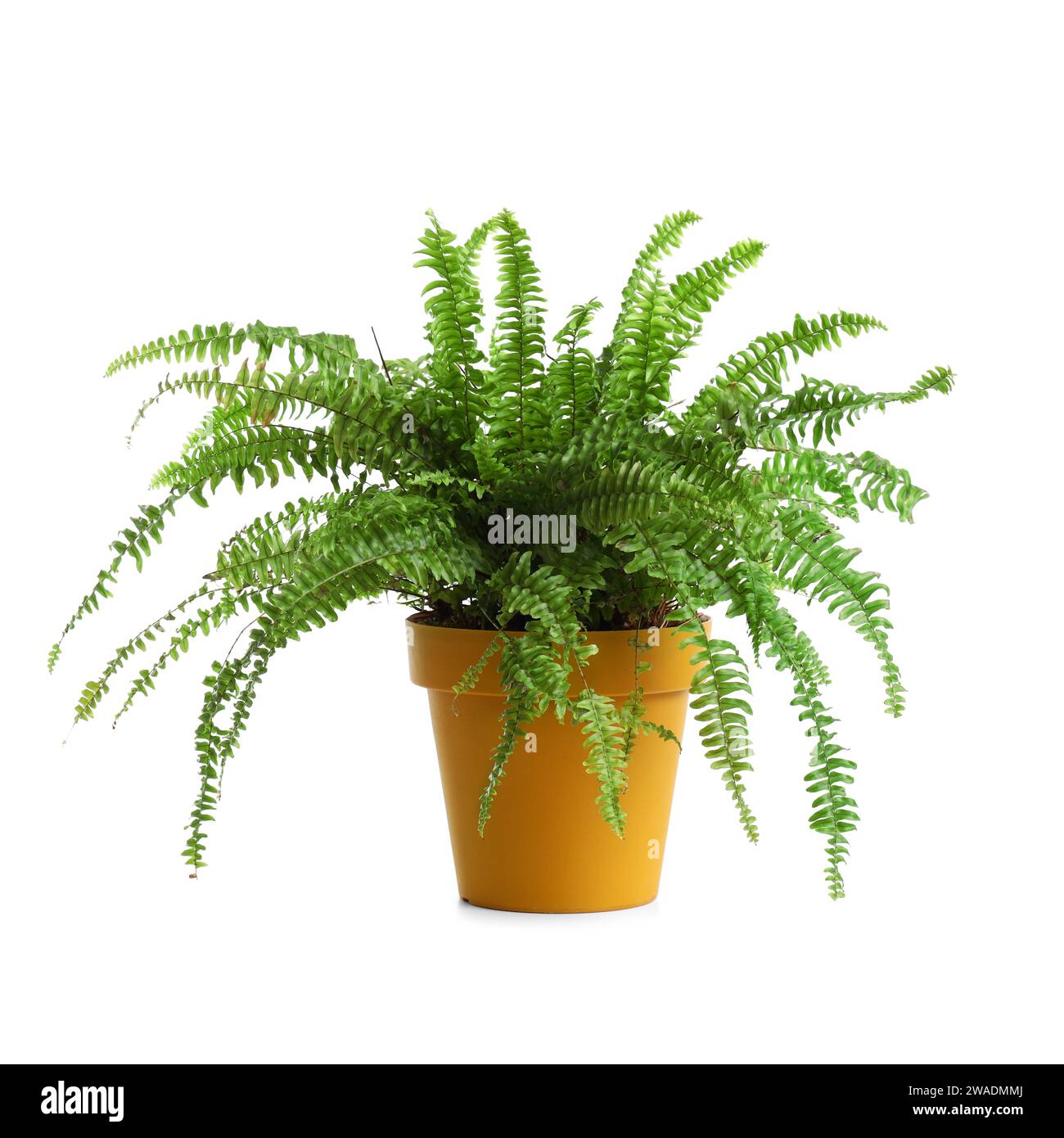 Beautiful fern in pot Cut Out Stock Images & Pictures - Alamy