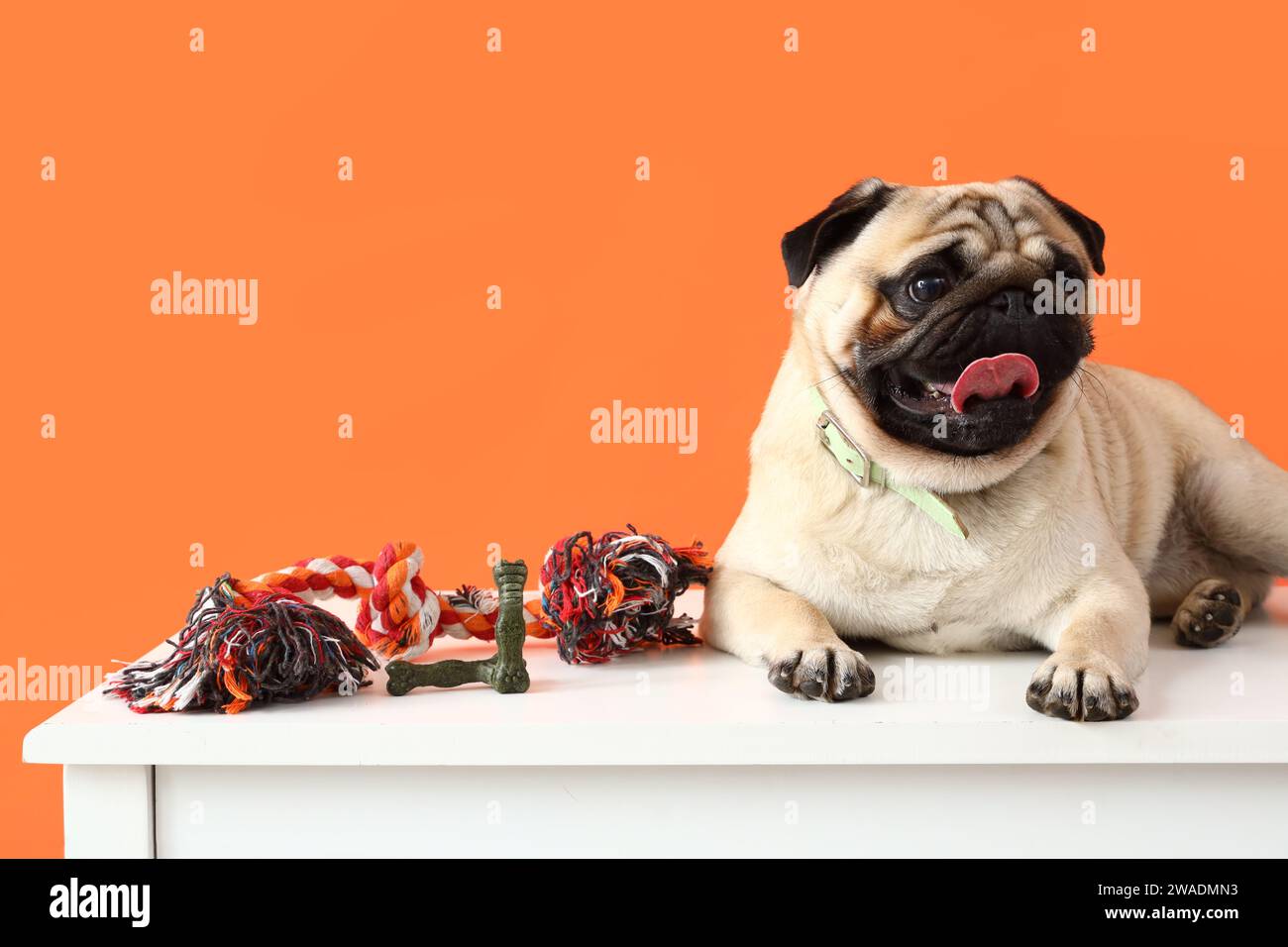 Cute pug dog with snacks and toys on table against orange background ...