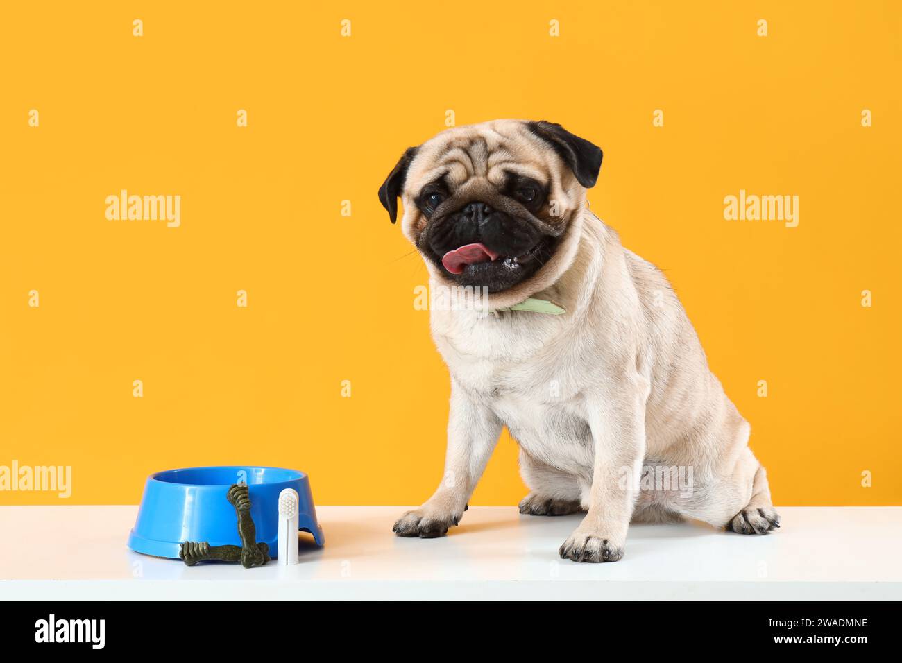 Cute pug dog with snacks, toothbrush and feeding bowl on table against ...