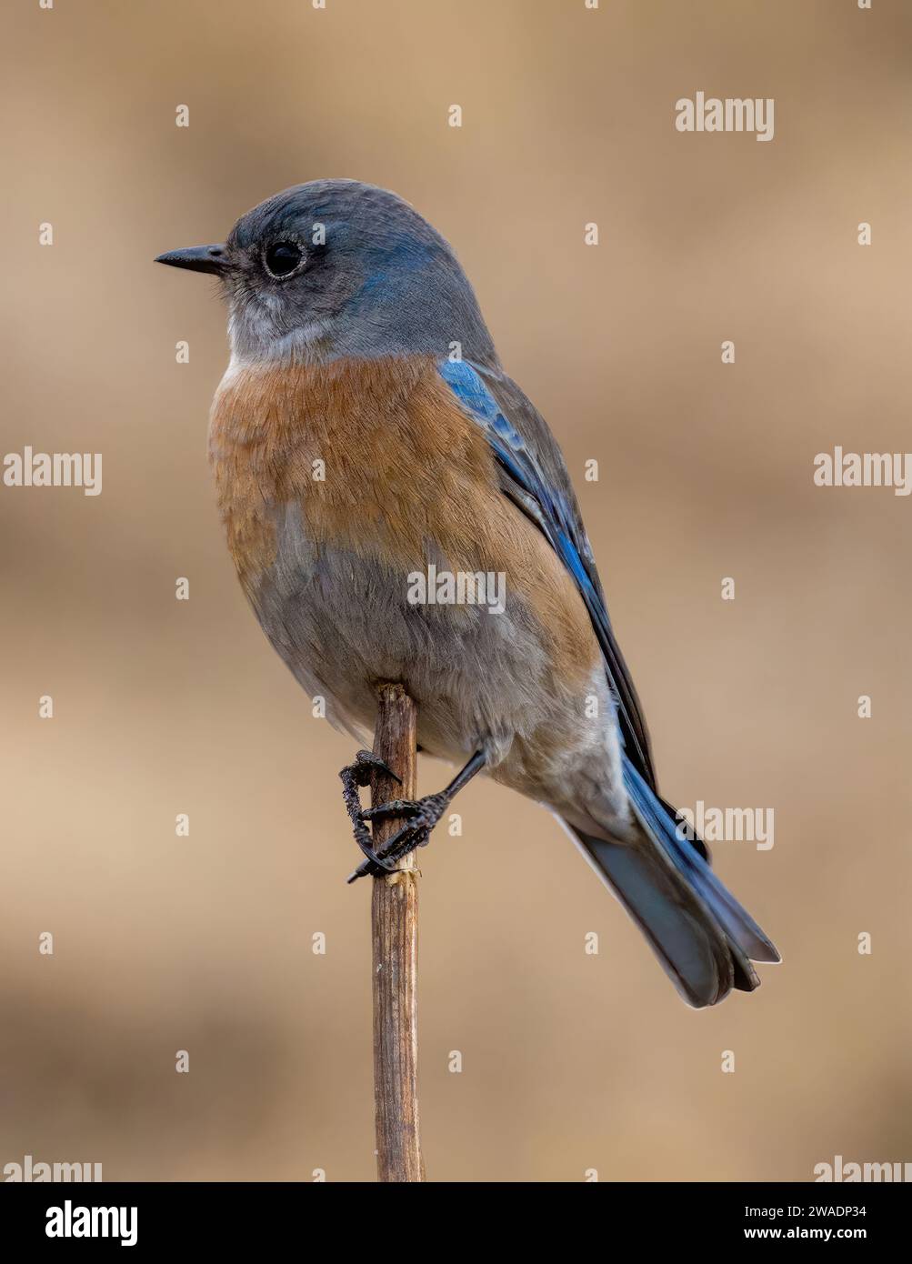 Fauna mexicana hi-res stock photography and images - Alamy