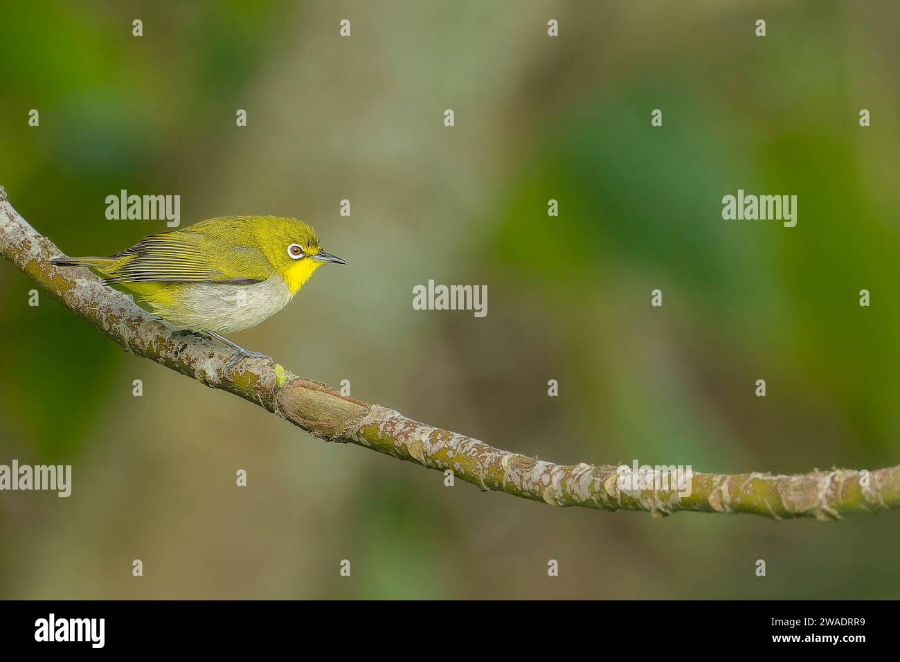 Japanese white eye perched on a branch Stock Photo - Alamy
