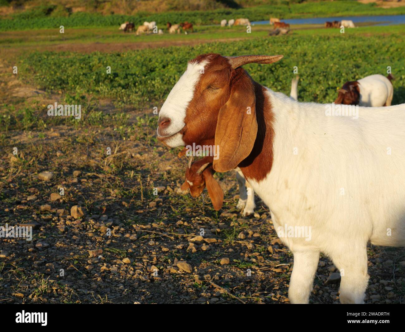 Brown and white spotted goat standing in green pasture, Mammals on the ...