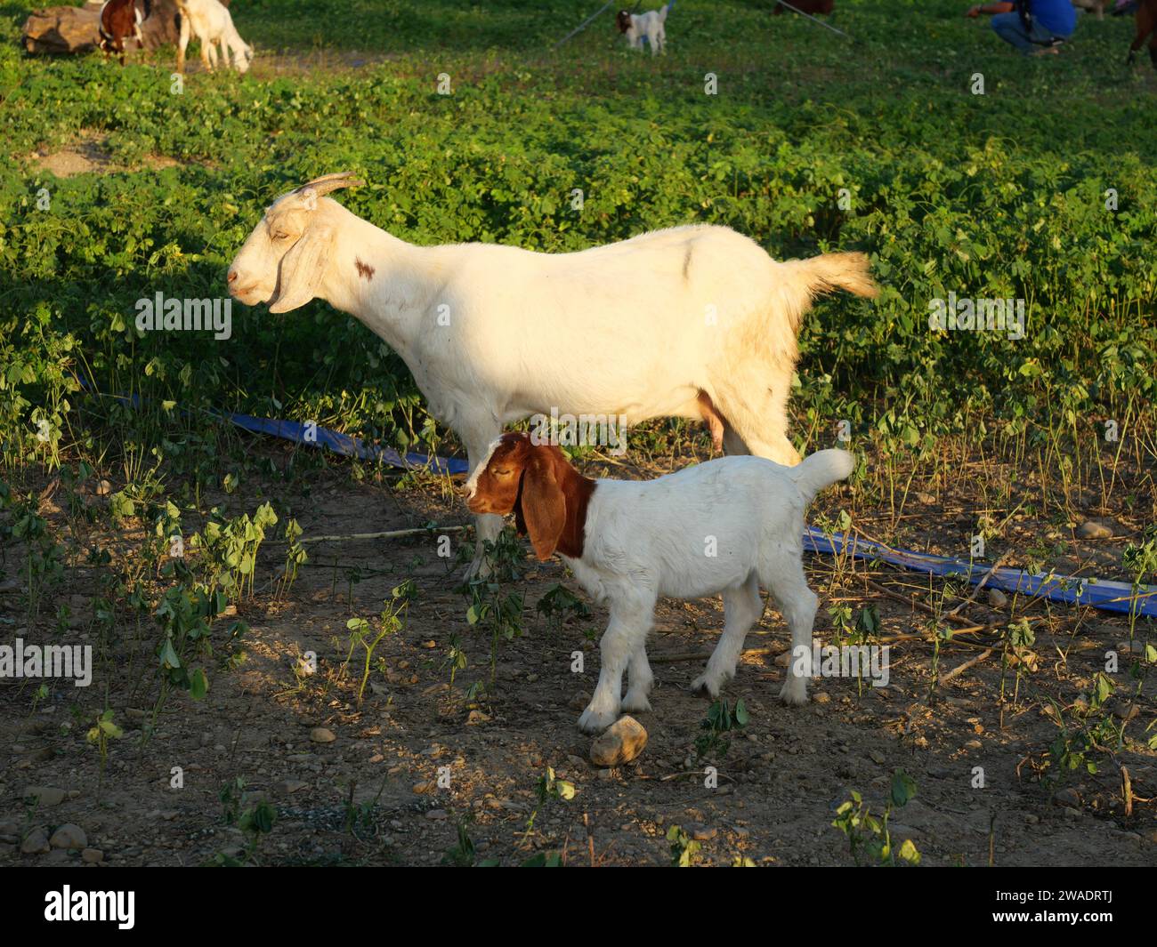 Brown and white spotted goat standing in green pasture, Mammals on the ...