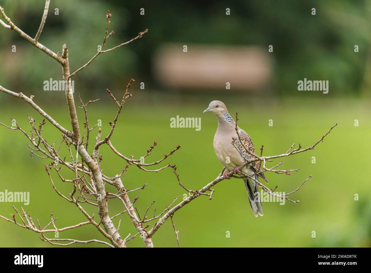 Oriental bird tree hi-res stock photography and images - Alamy