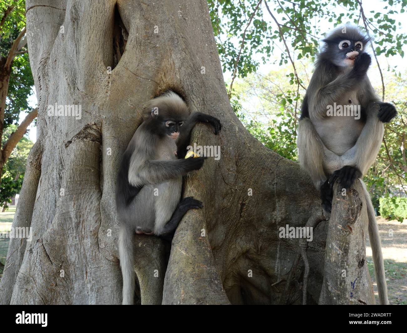 Dusky leaf monkey sitting on tree, Forest mammal with green trees and ...