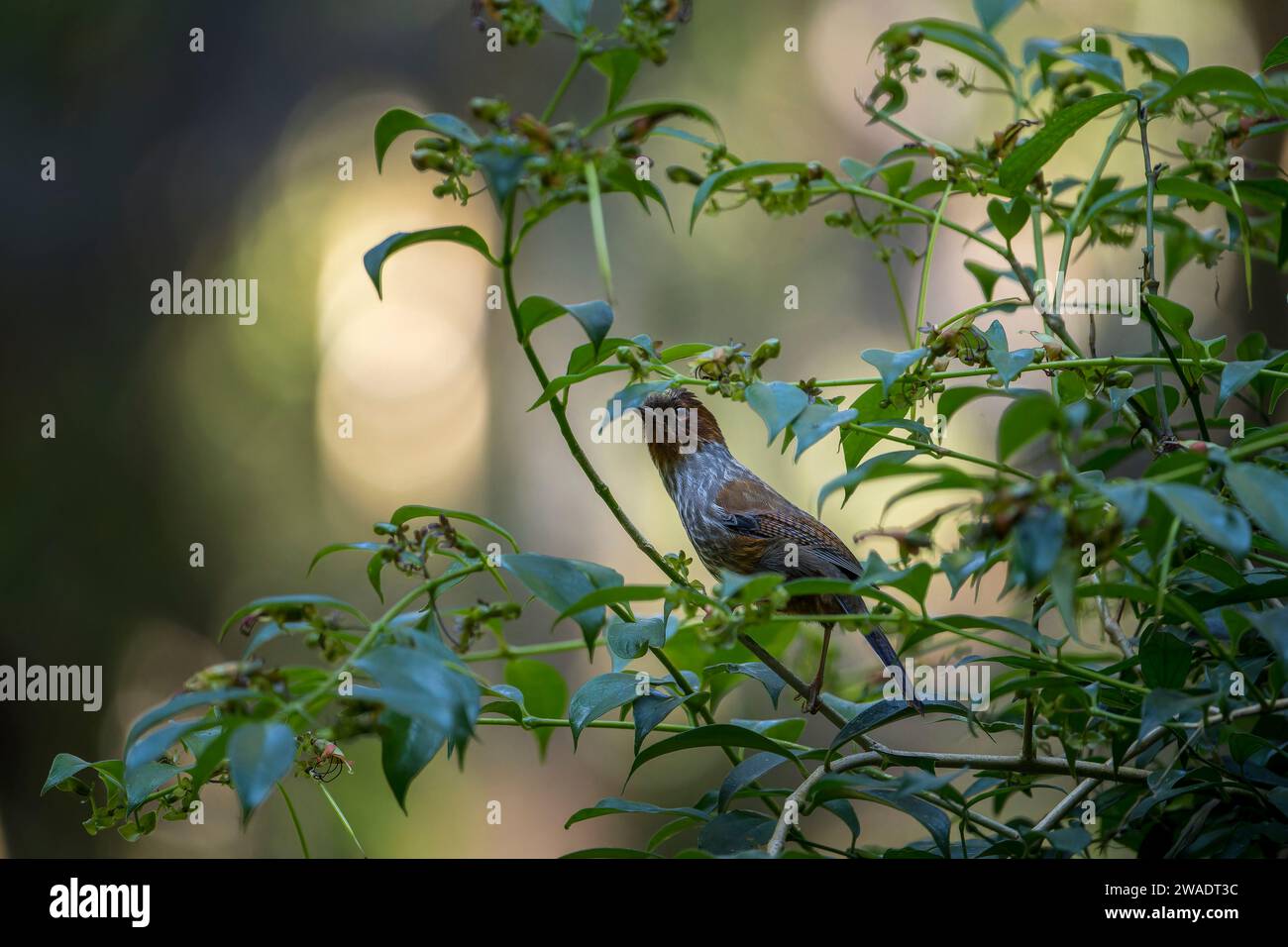 Taiwan Barwing, an endemic bird perched in a tree Stock Photo - Alamy