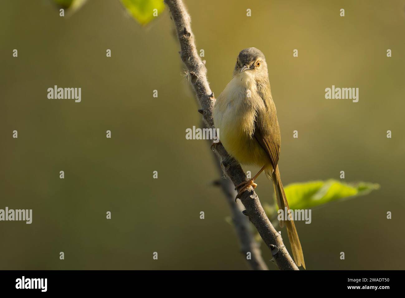 yellow-bellied prinia bird perched Stock Photo - Alamy
