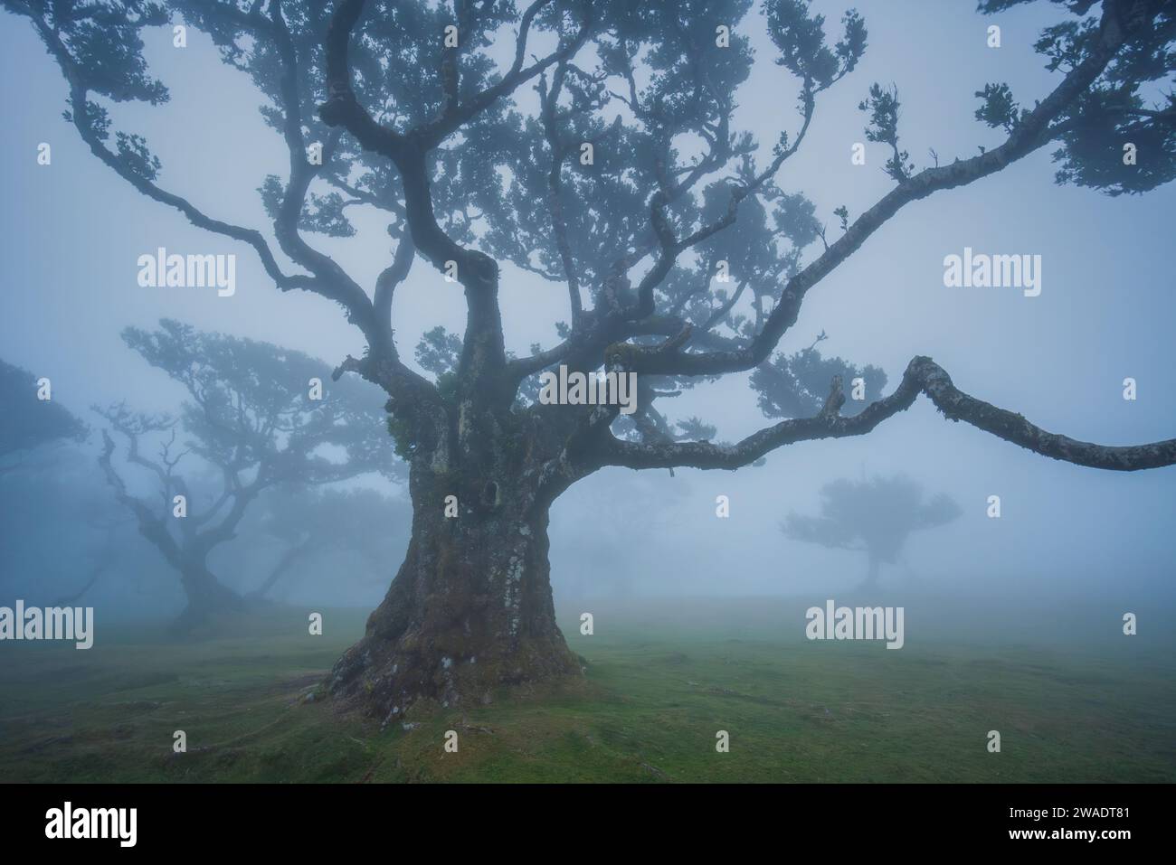 Fanal forest , old mystical tree in Madeira island, Unesco Stock Photo ...