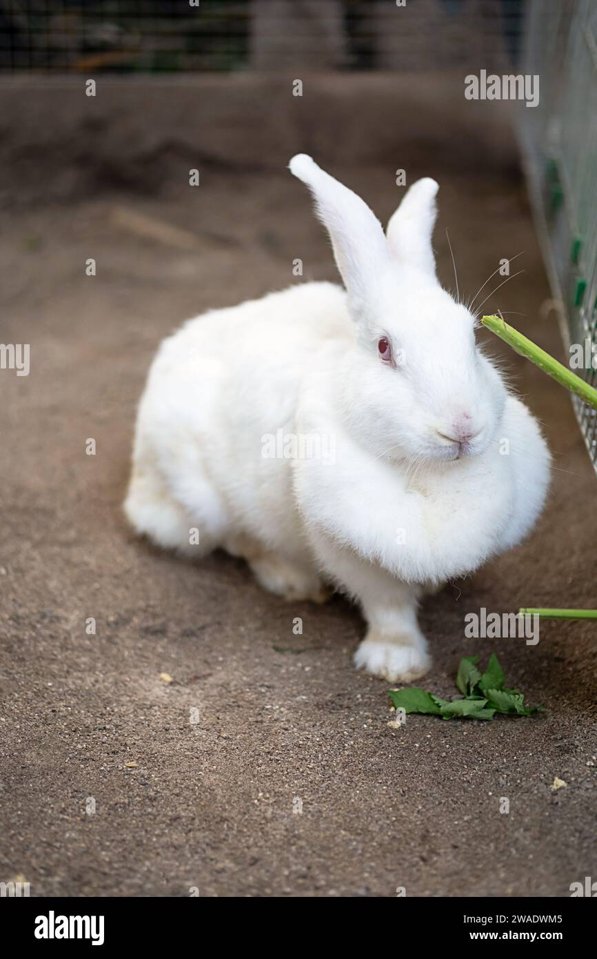 Portrait of white rabbit at petting zoo Stock Photo - Alamy