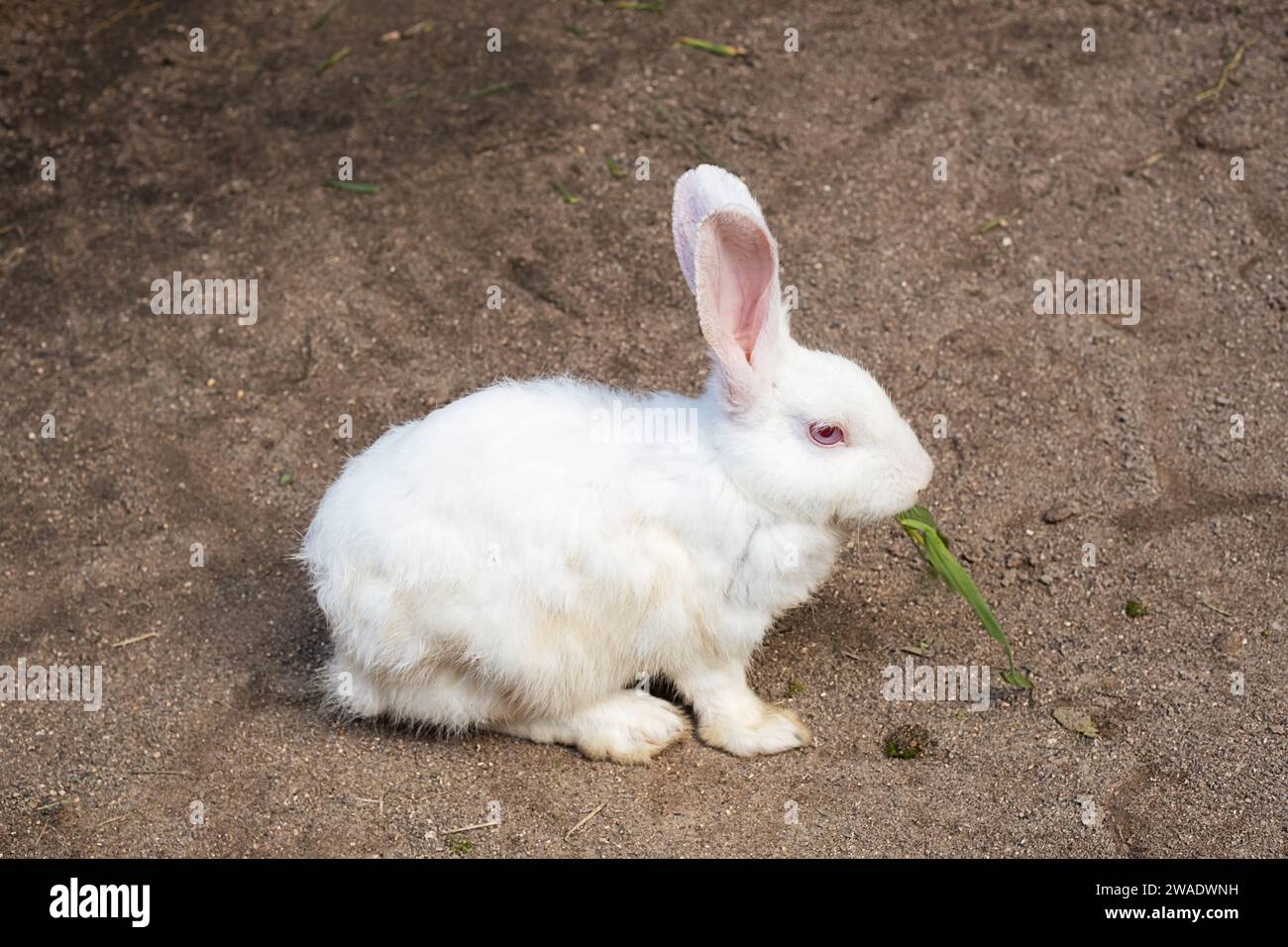 Portrait of white rabbit at petting zoo Stock Photo - Alamy