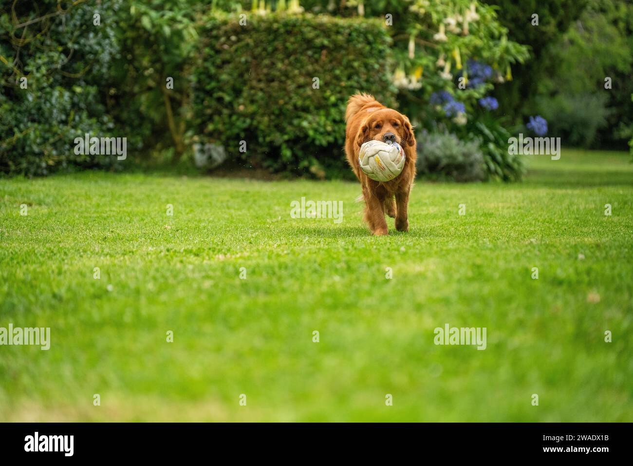 Golden retriever with a ball in a garden in australia Stock Photo - Alamy