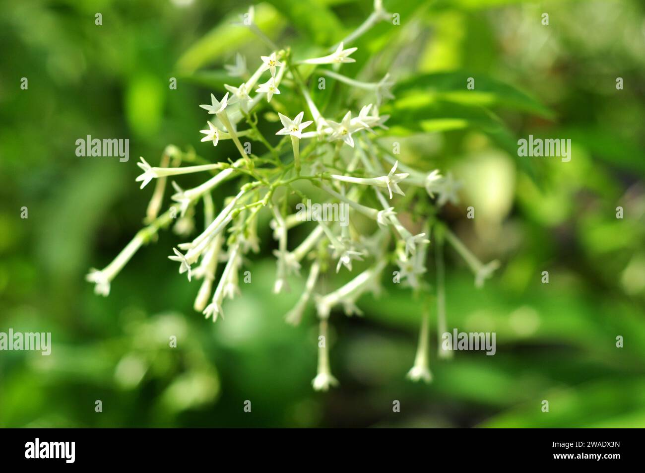 Night blooming jasmine cestrum nocturnum hi-res stock photography and ...