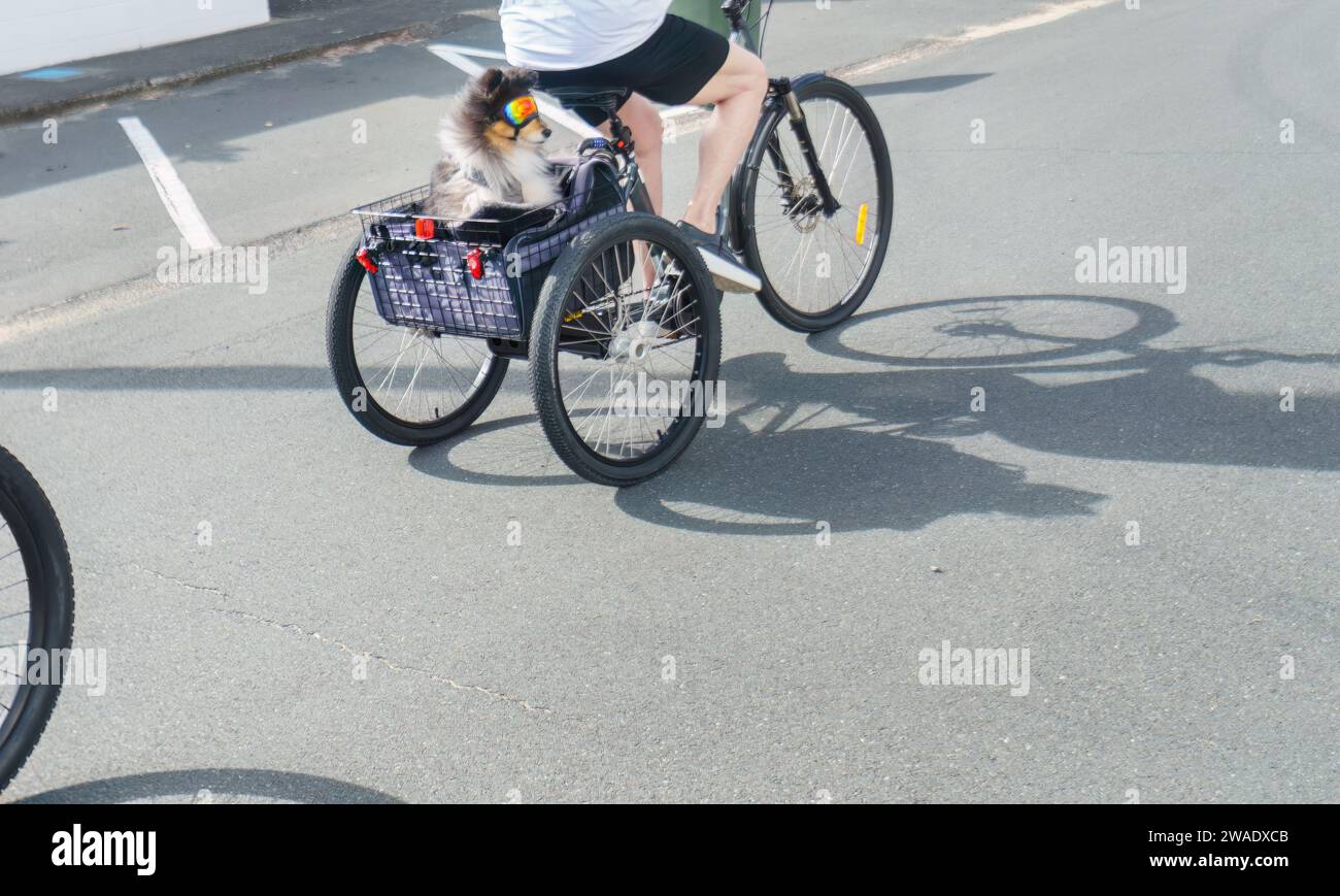 Dog riding in bicycle basket hi-res stock photography and images - Alamy