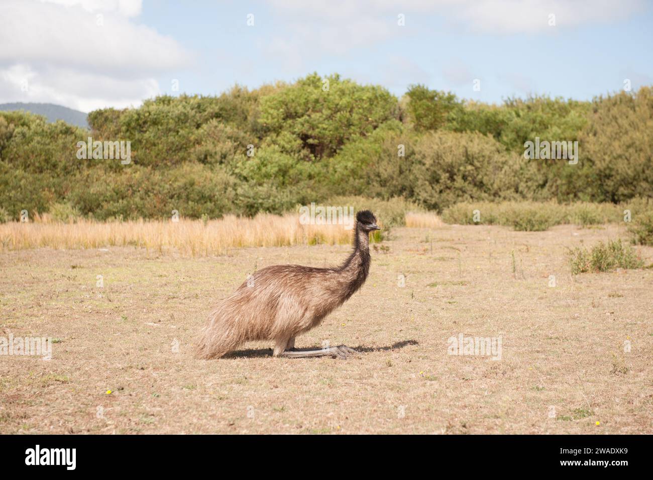 Wilsons Prom wildlife walk, see native australian animals in their own ...