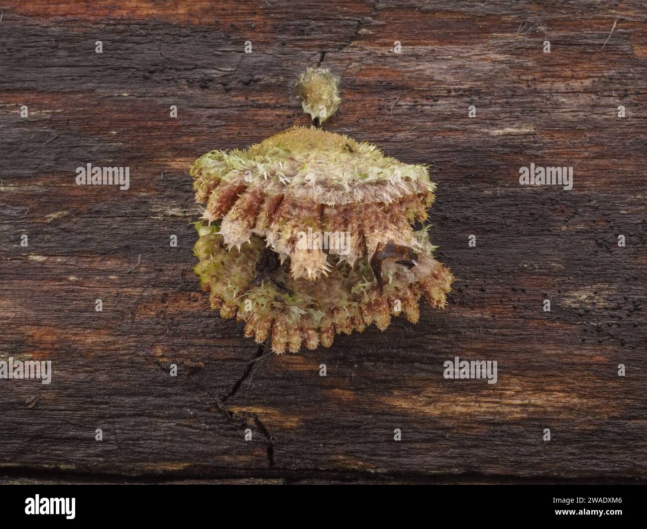 Small spongy and hairy split-gill mushroom (Schizophyllum commune ...
