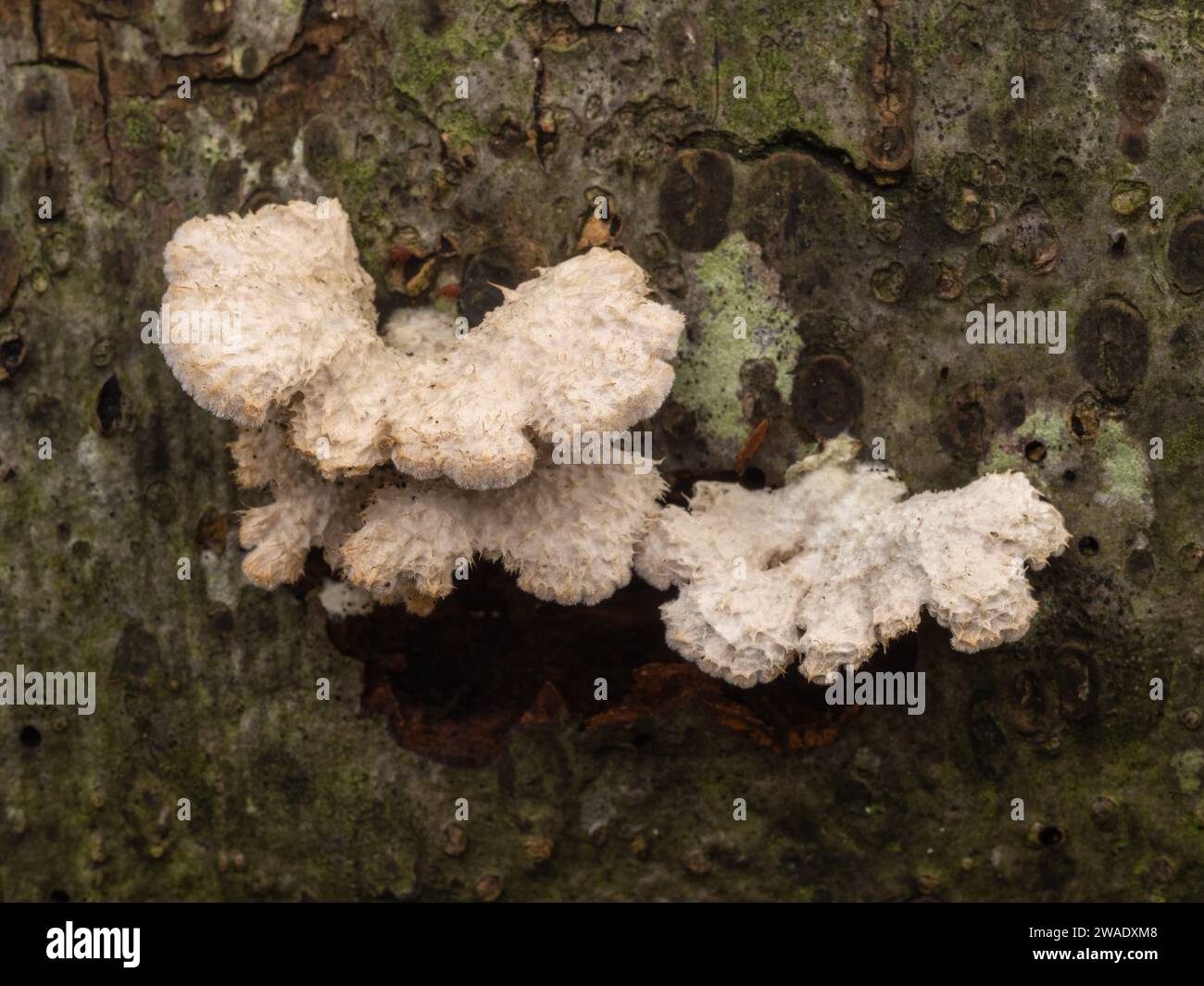 Split-gill mushrooms (Schizophyllum commune) growing on rotting wood ...