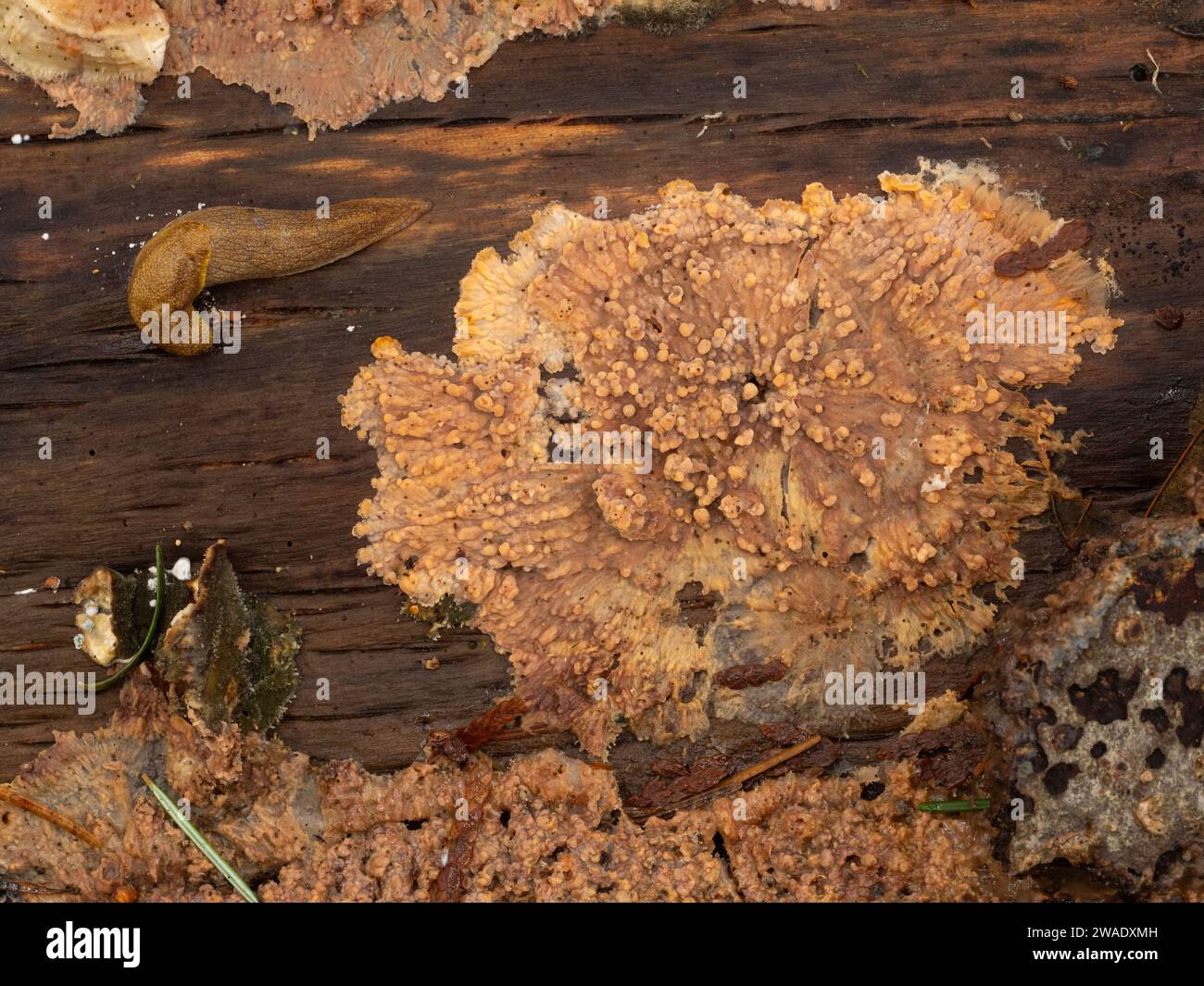 Wrinkled bodies hi-res stock photography and images - Alamy