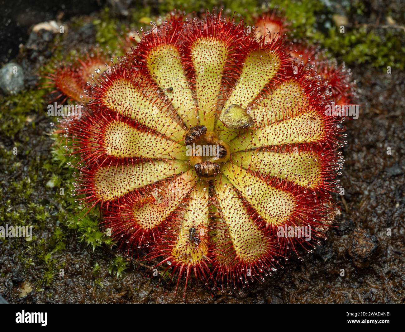 A specimen of a pretty red and green South African Alice sundew plant ...