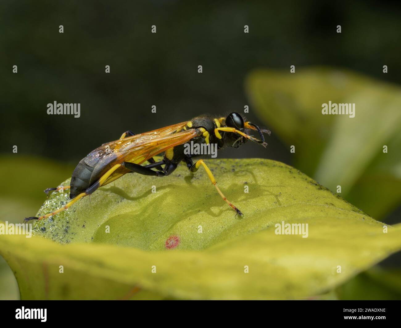 Black-and-yellow mud dauber wasp (Sceliphron caementarium) grooming ...