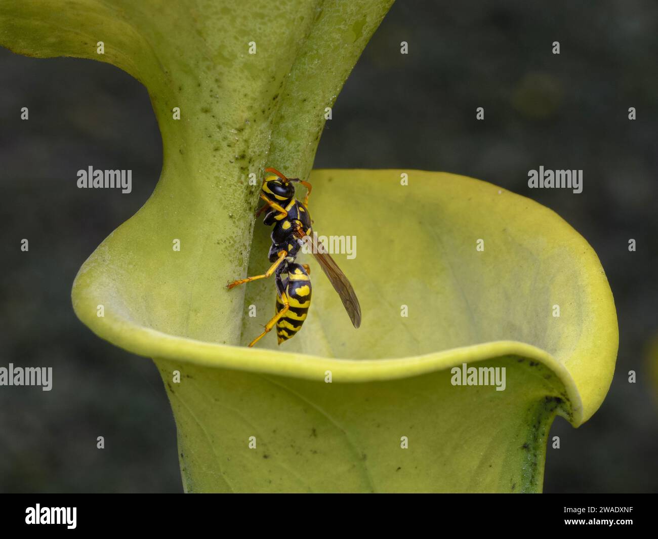 Common yellowjacket wasp (Vespula alascensis) precariously perched at ...
