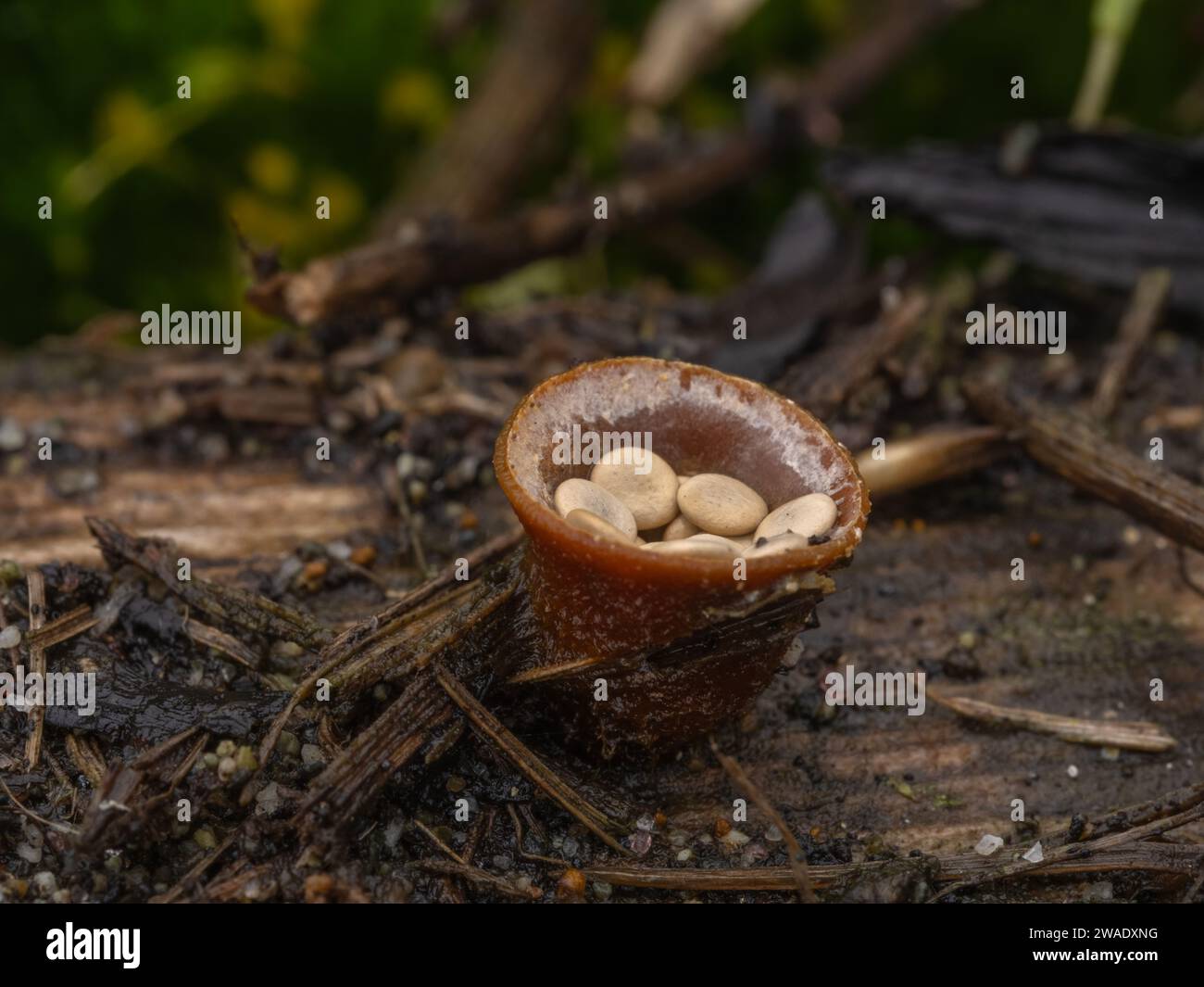 Crucibulum crucibuliforme hi-res stock photography and images - Alamy