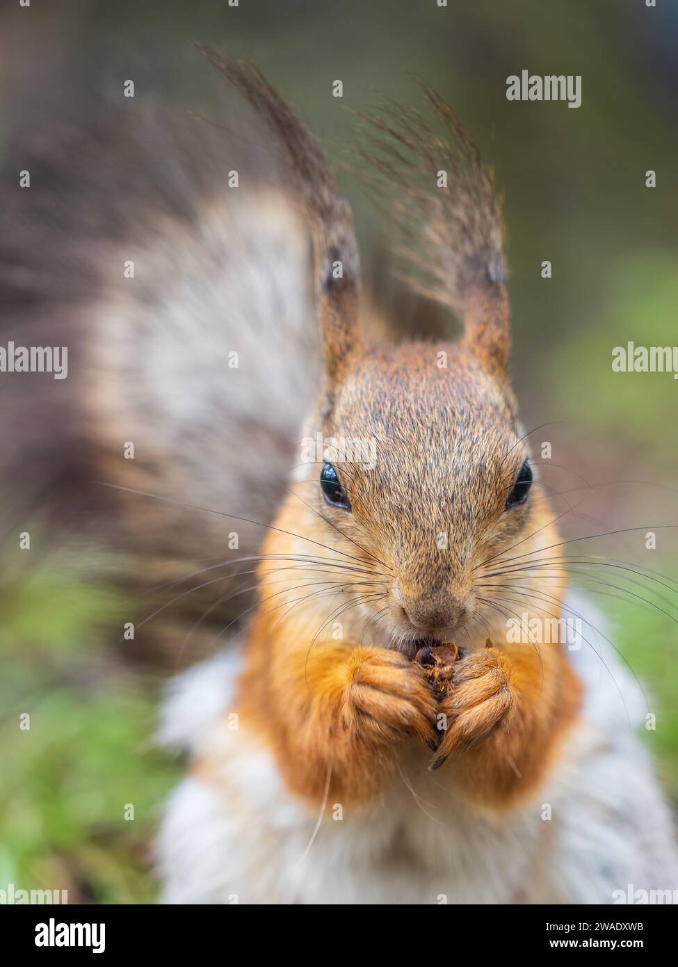 Squirrel eats a nut while sitting in green grass. Eurasian Red squirrel, Sciurus vulgaris ...