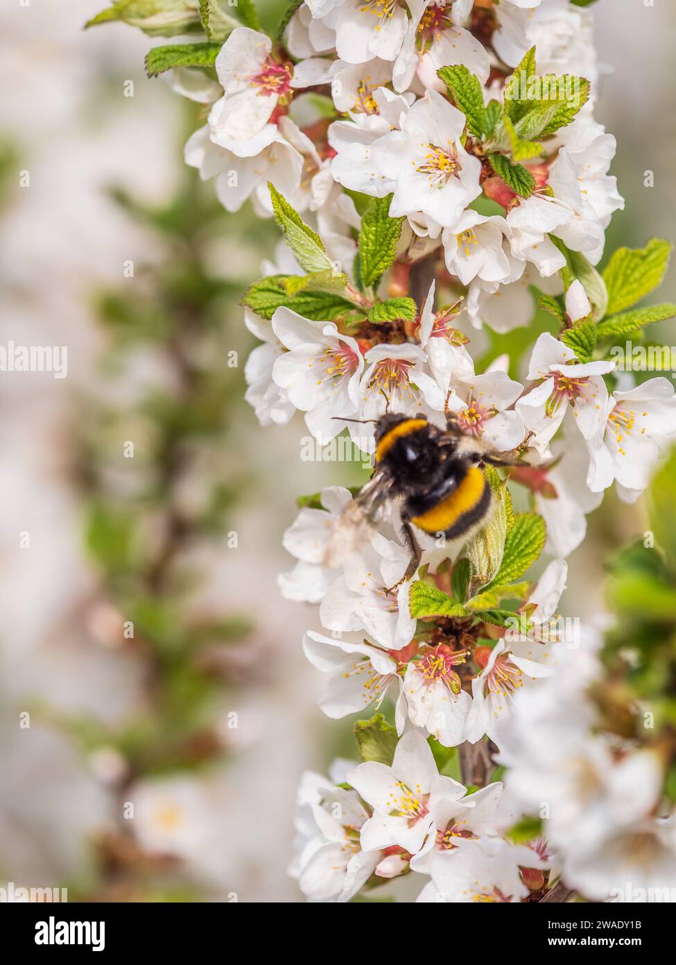 Bumblebee insect on white blooming cherry blossom. Bumblebee insect ...