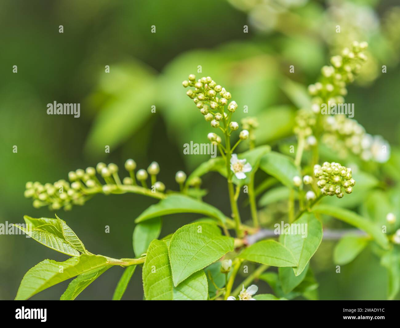 Bird cherry begins to bloom in May. Bird Cherry Tree in Blossom. Close ...