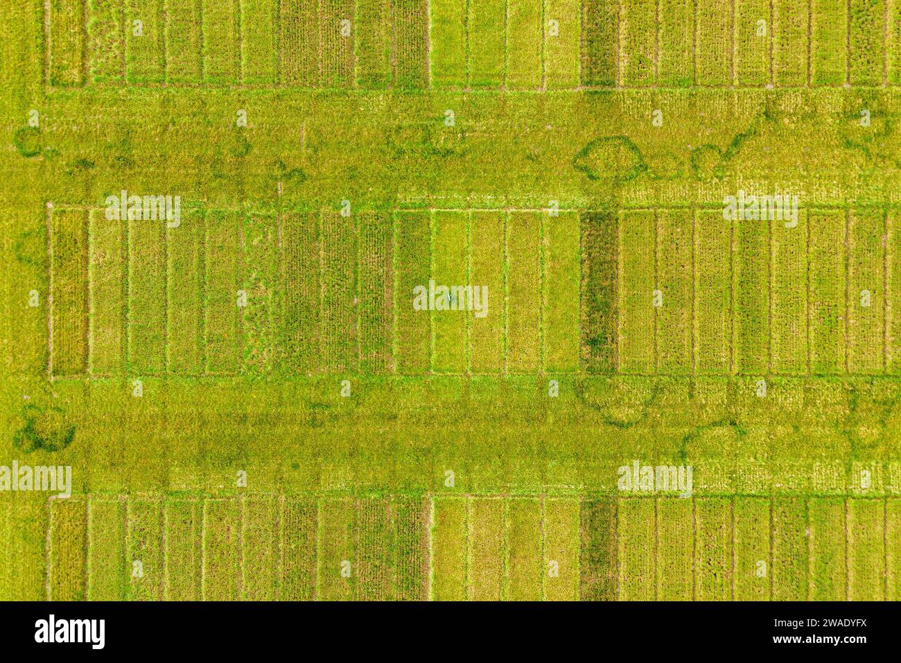 Aerial image of agricultural test plots with different sorts of cereal ...