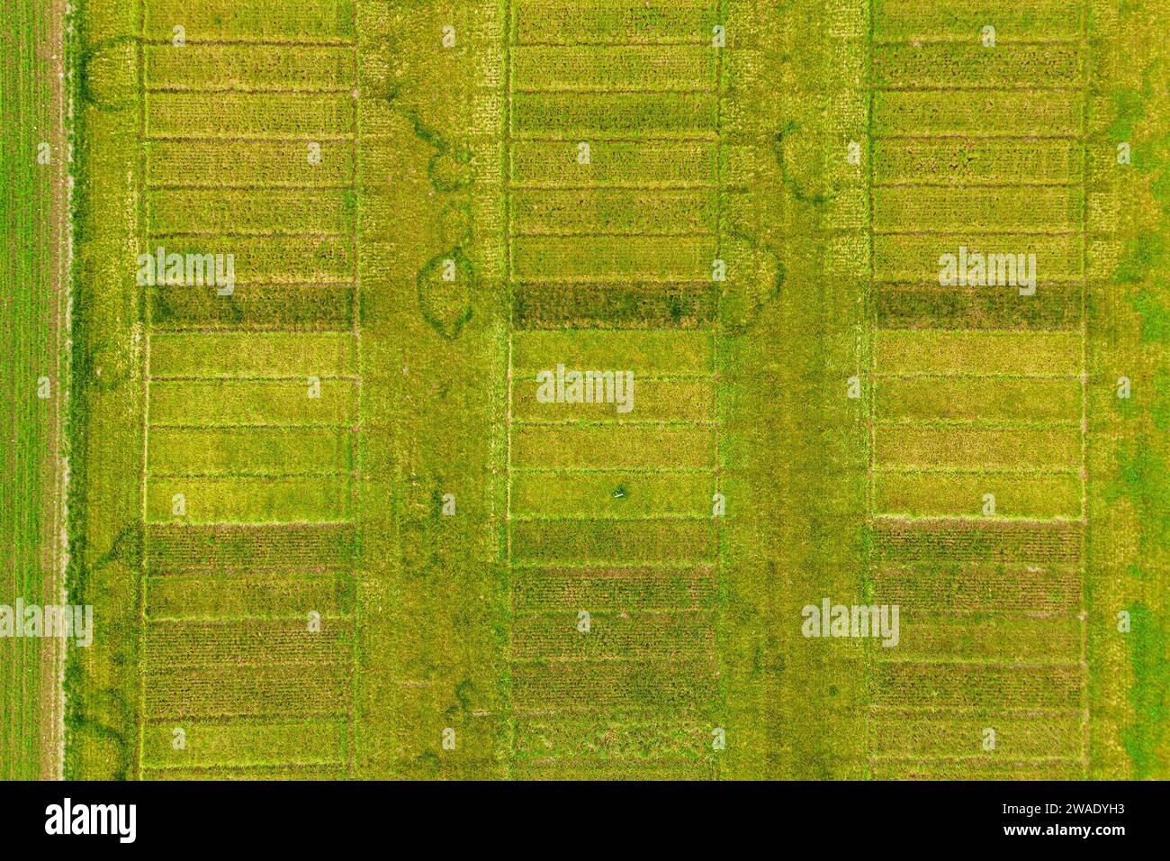 Aerial image of agricultural test plots with different sorts of cereal ...