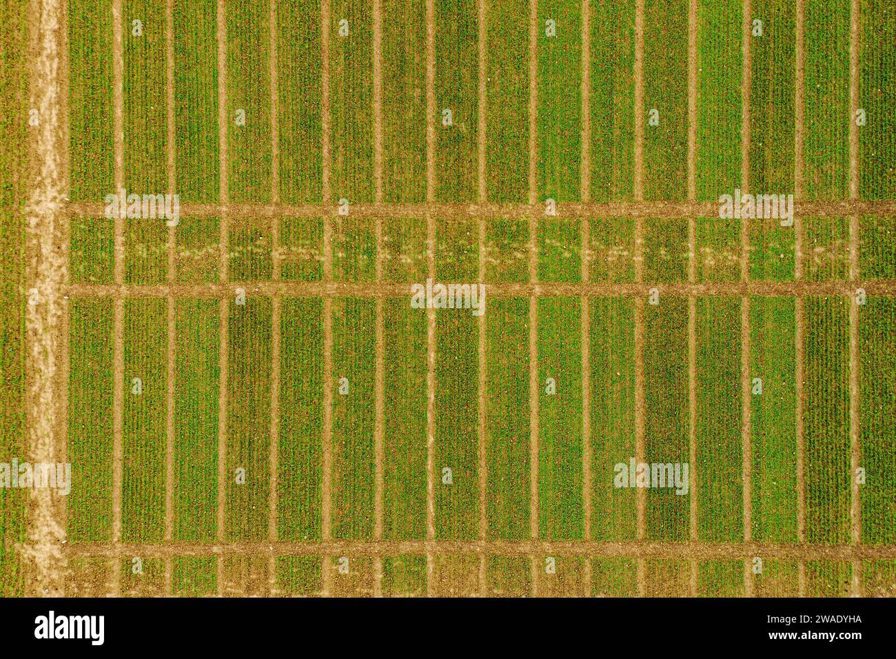 Aerial image of agricultural test plots with different sorts of cereal ...