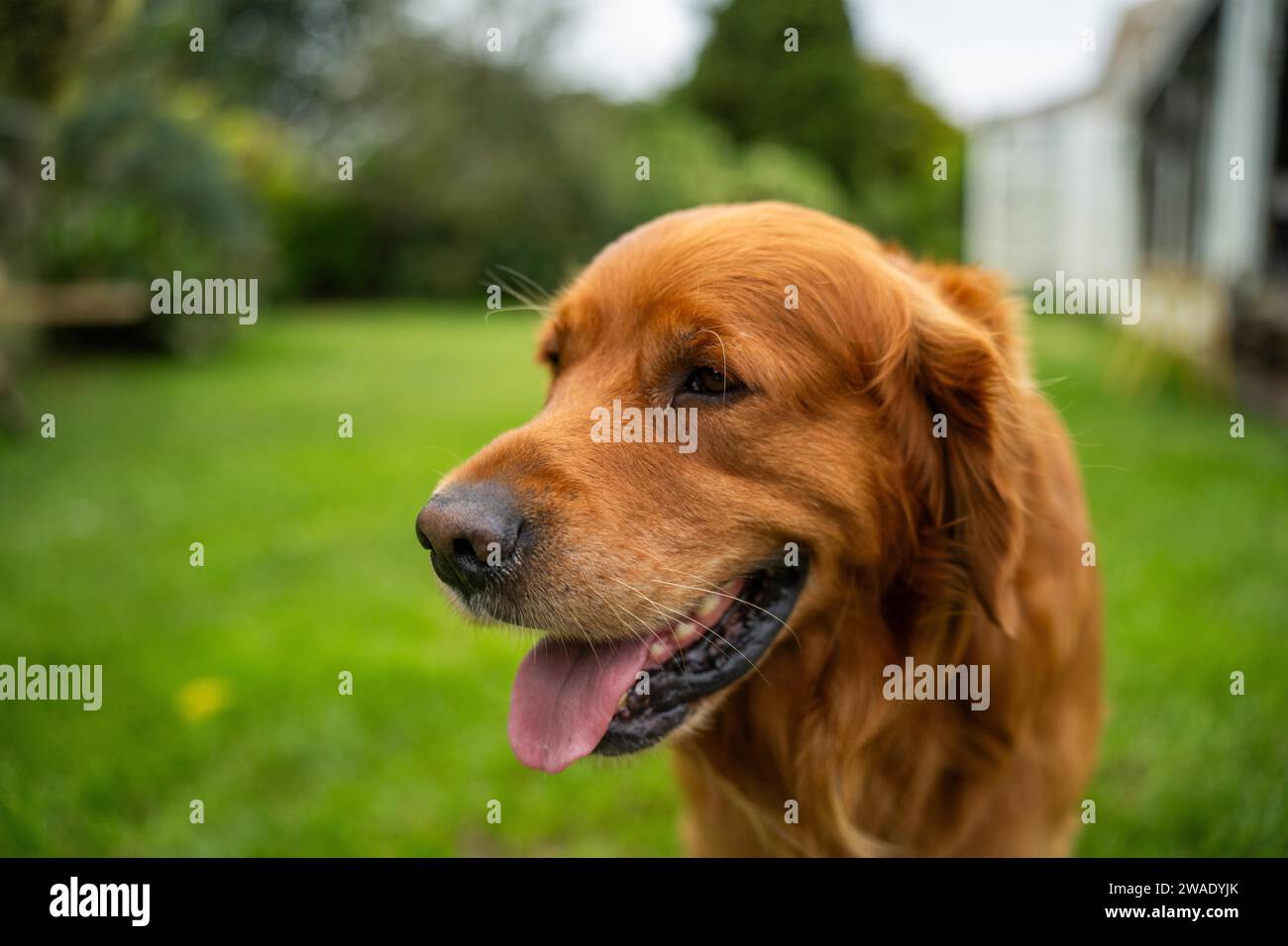 Golden retriever with a ball in a garden in australia Stock Photo - Alamy