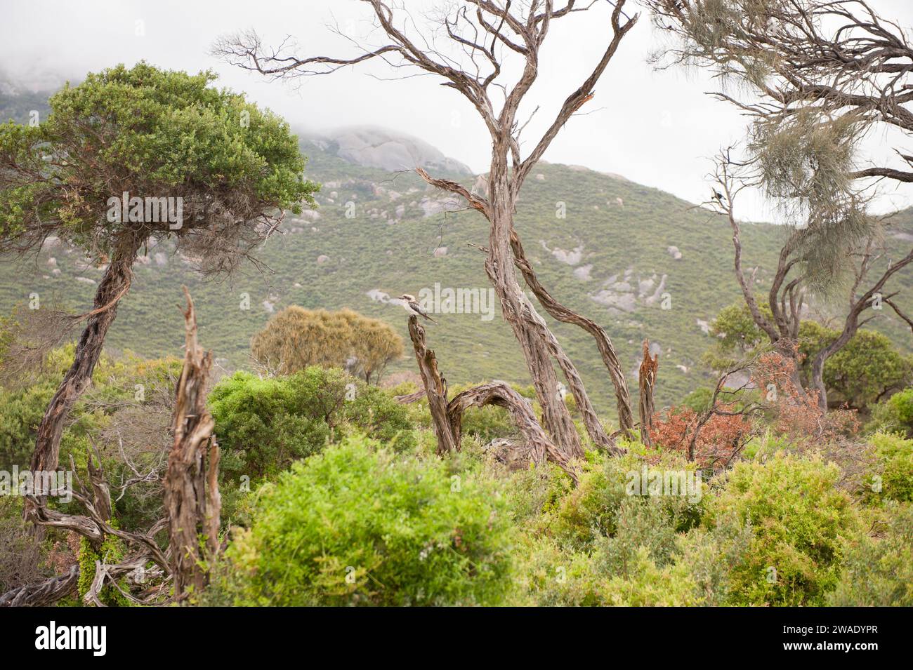 Wilsons Prom, the southernmost tip of mainland Australia.Hike to a more ...