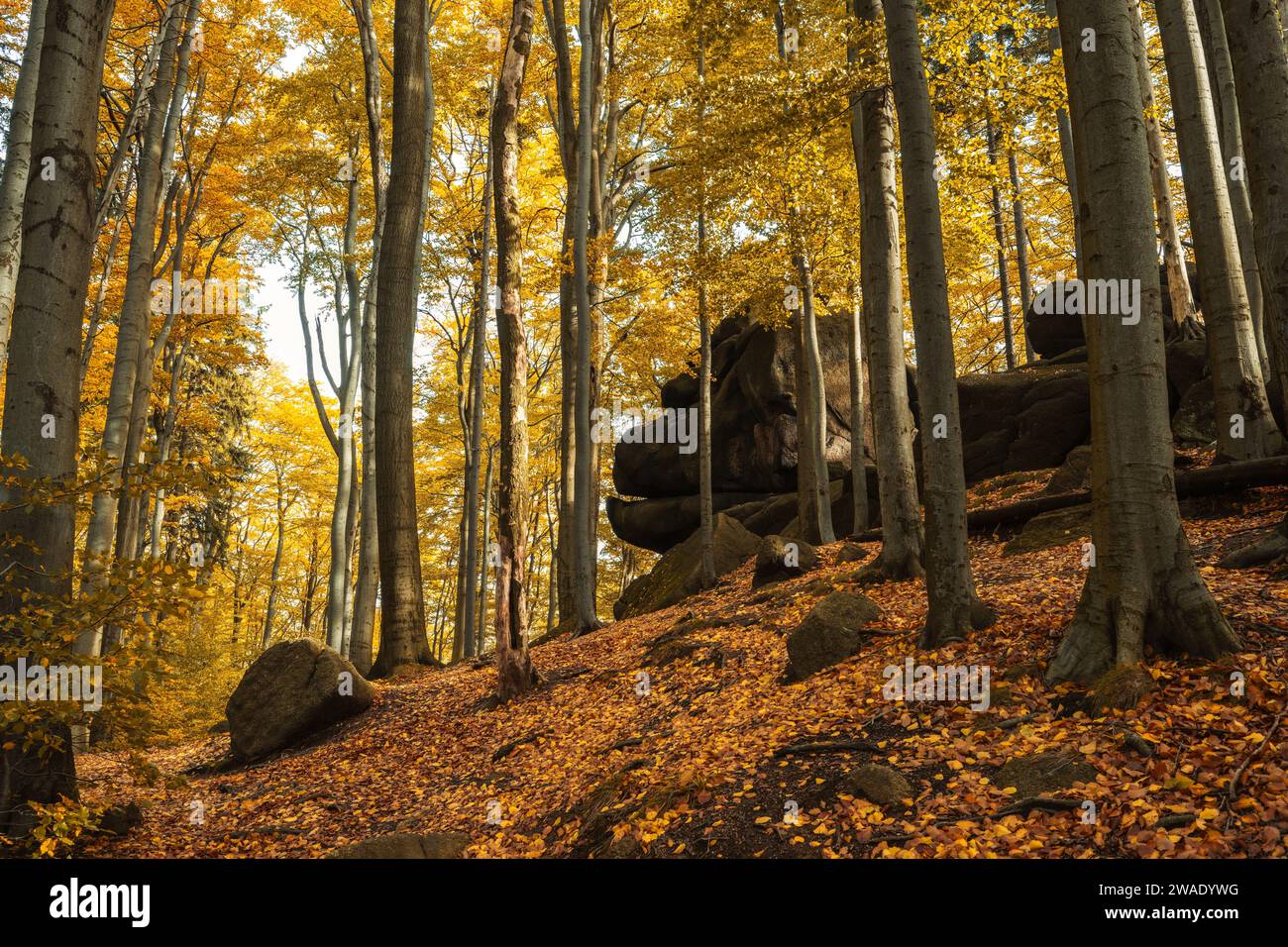 Gorilla rock hi-res stock photography and images - Alamy