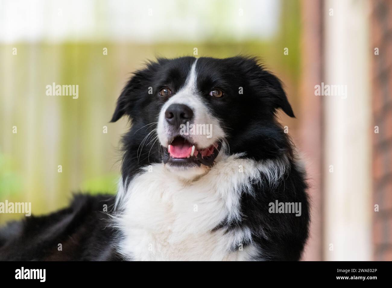Portrait of a beautiful Border Collie male pup sitting lying on the ...