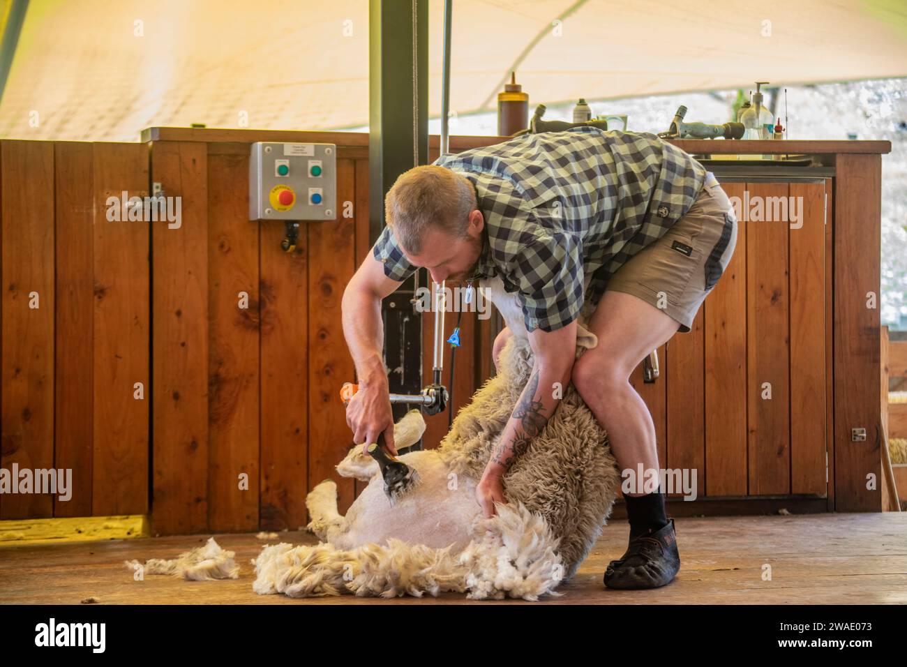 Queenstown New Zealand 16th Dec 2023: a young man is shaving wool in ...