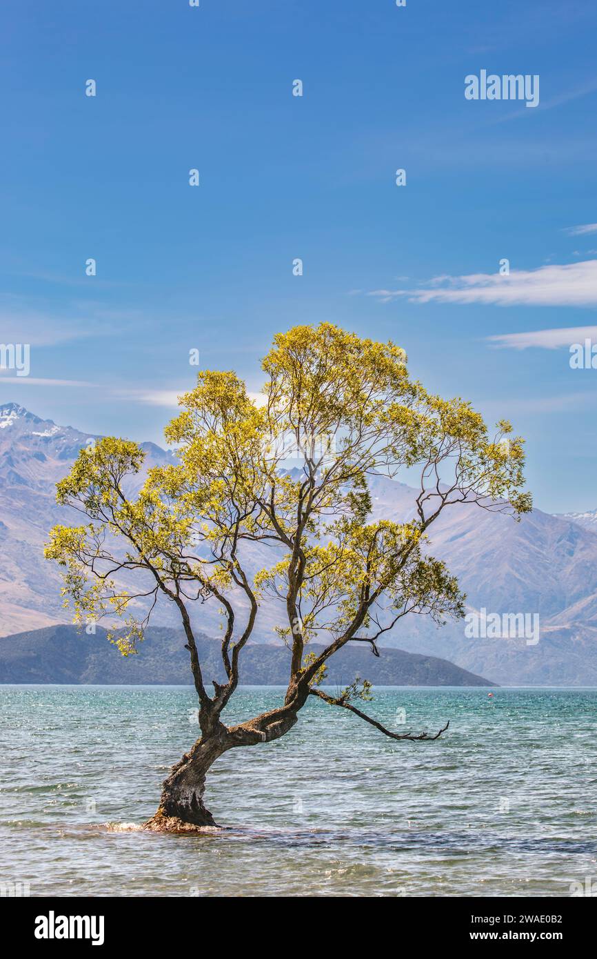 the view of That Wānaka Tree. It is the nickname of a willow tree ...