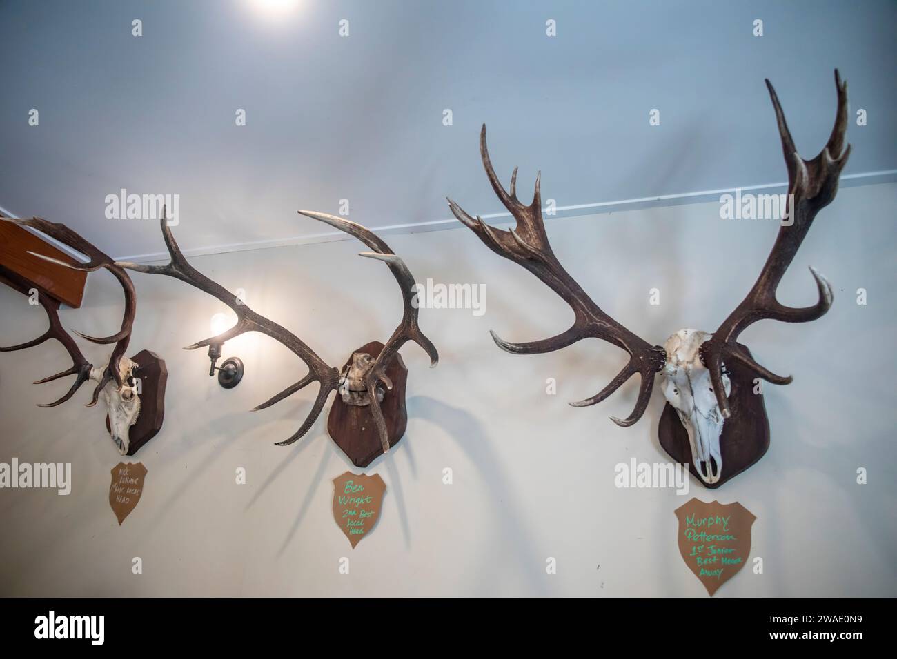 Haast new zealand 14th Dec 2023: the Hunting Trophies, few antlers on ...