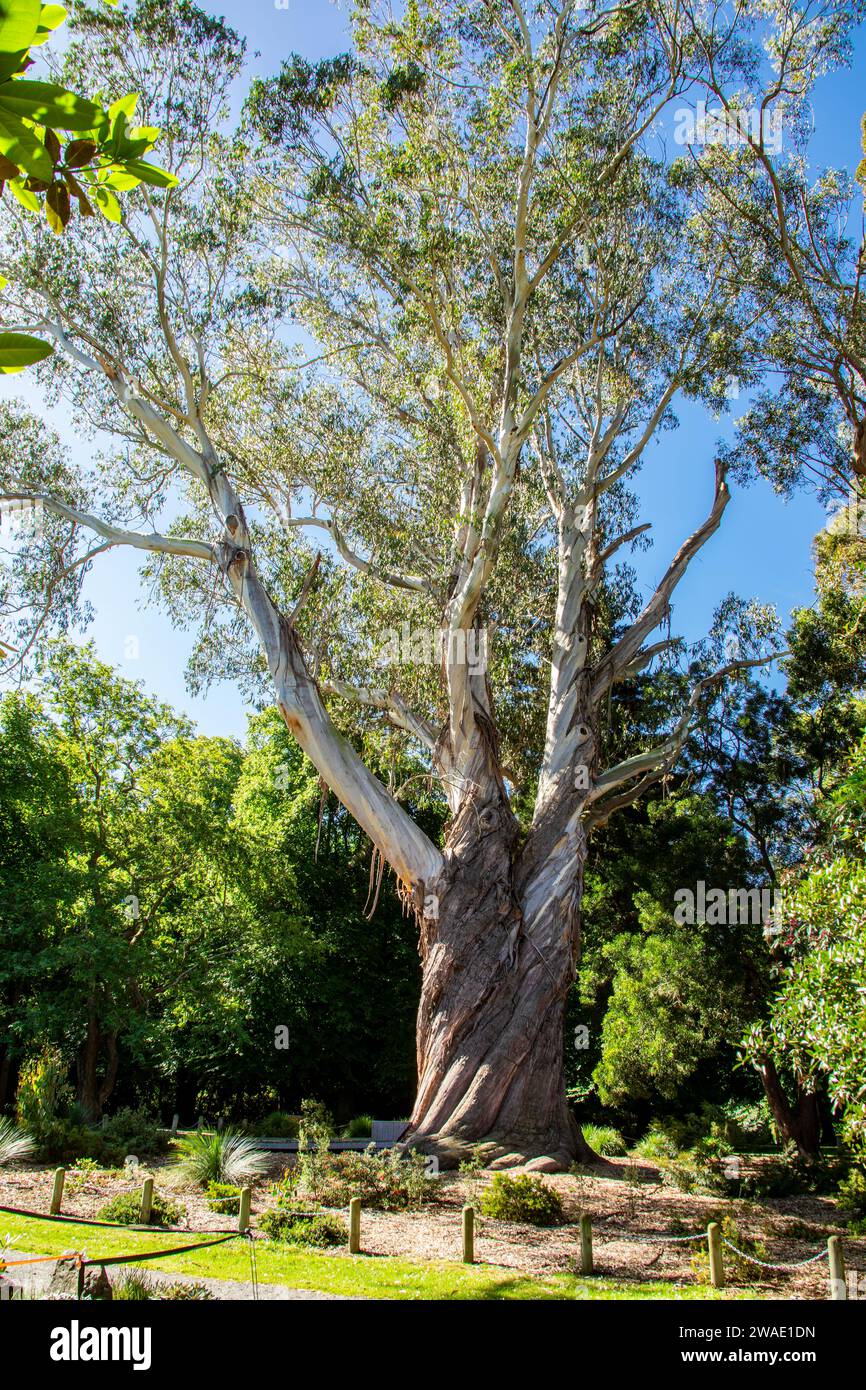 the twisted gum: eucalyptus delegatensis (Alpine Ash) is an iconic ...