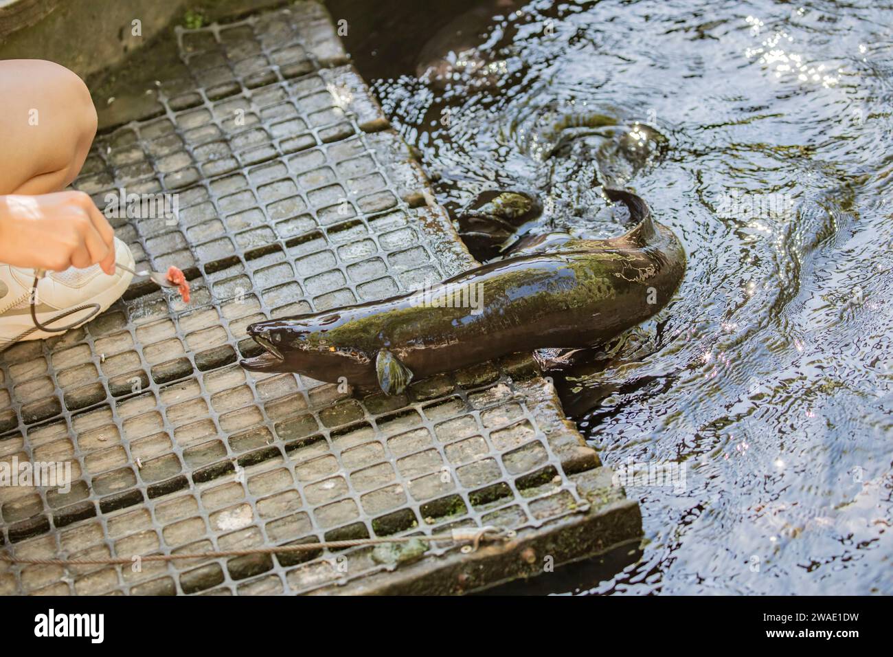 People is feeding New Zealand longfin eel (Anguilla dieffenbachii), a ...