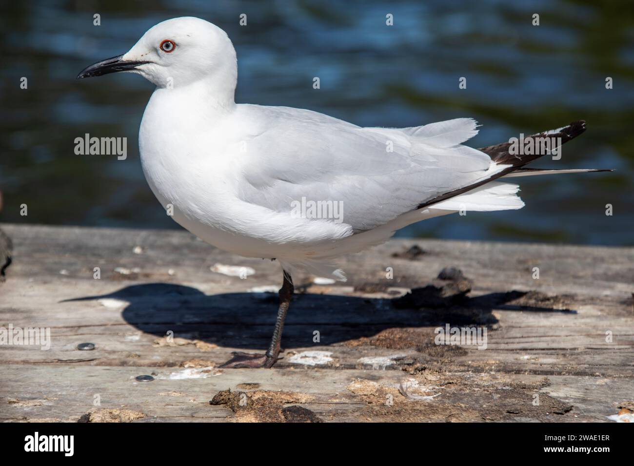 The black-billed gull (Chroicocephalus bulleri) is a Near Threatened ...