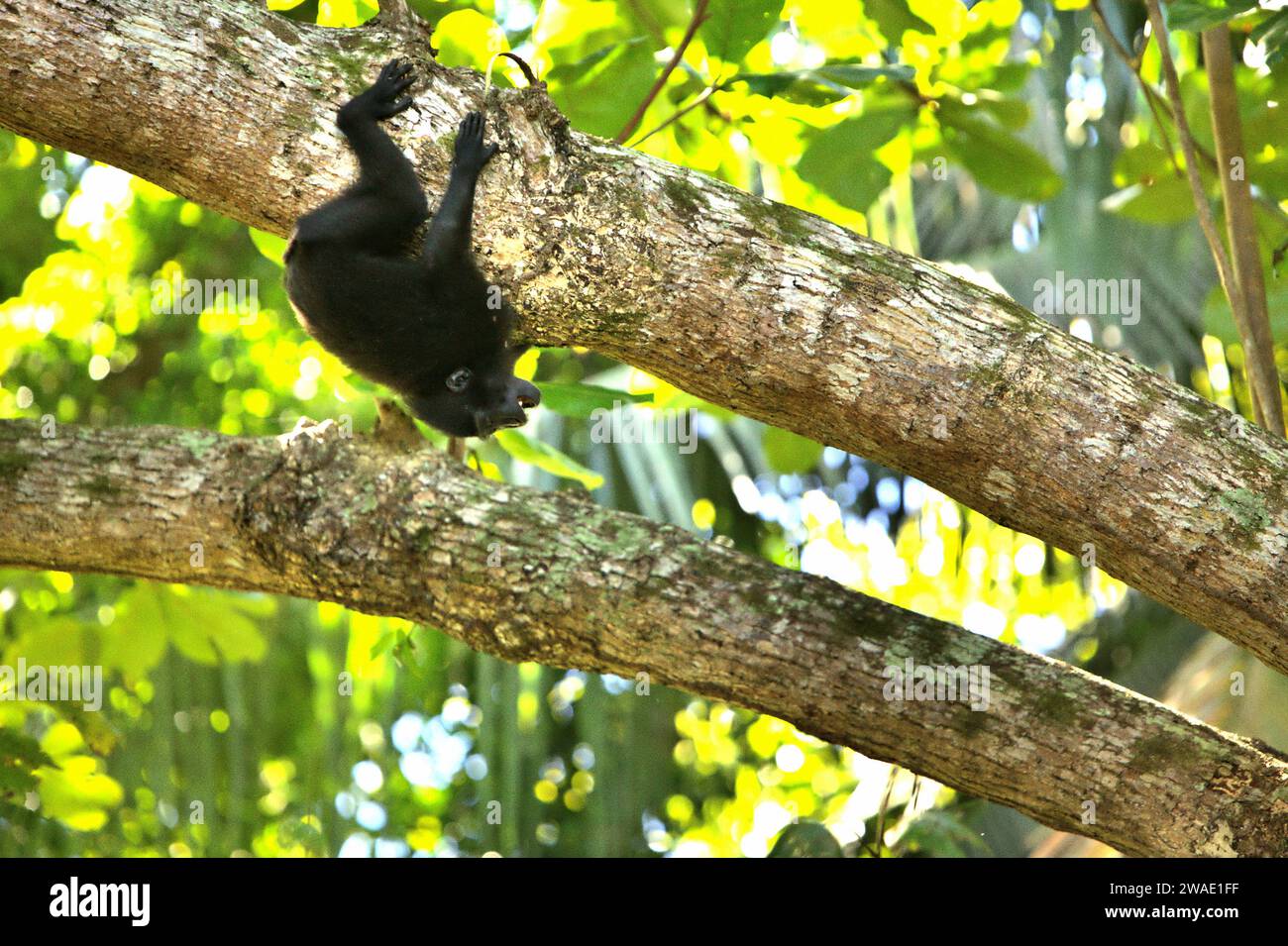 A crested macaque (Macaca nigra) moves upside down along a branch of a ...