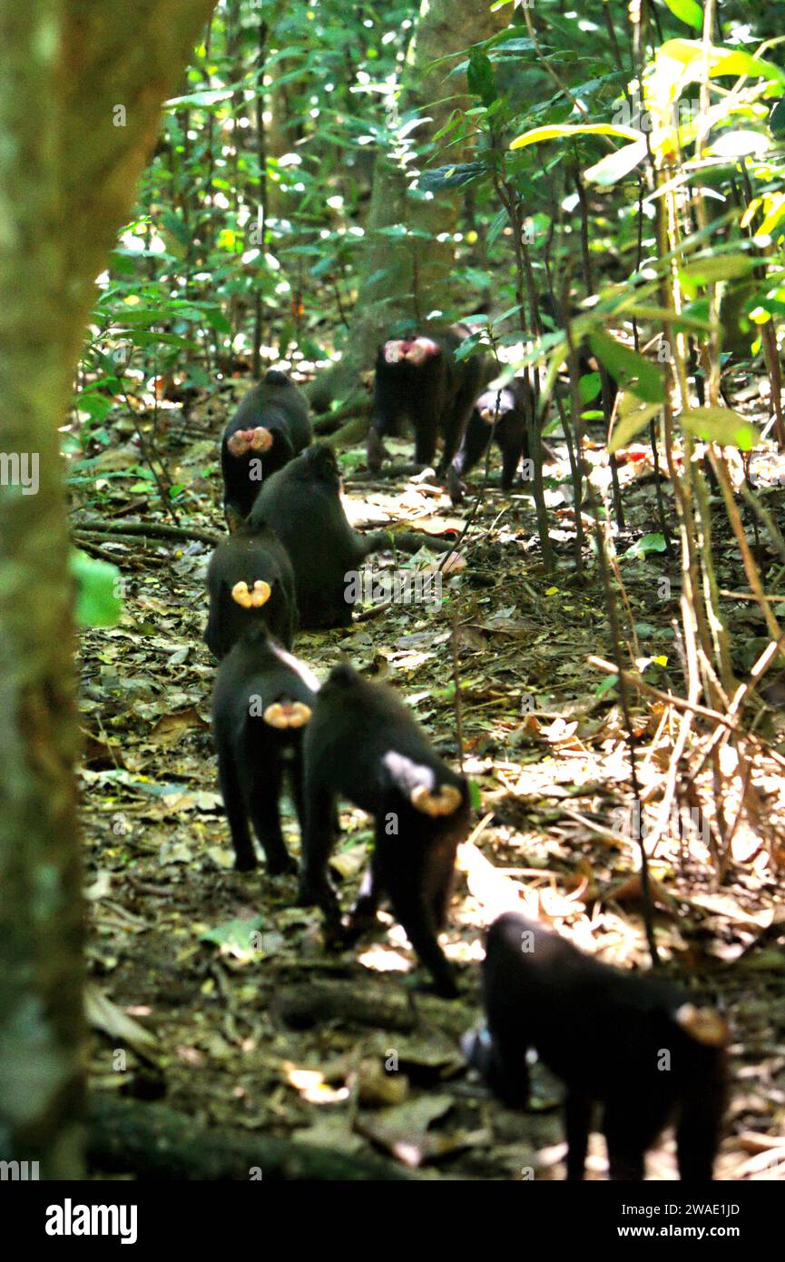 Troop of crested macaque (Macaca nigra) moves together in a line on the ...